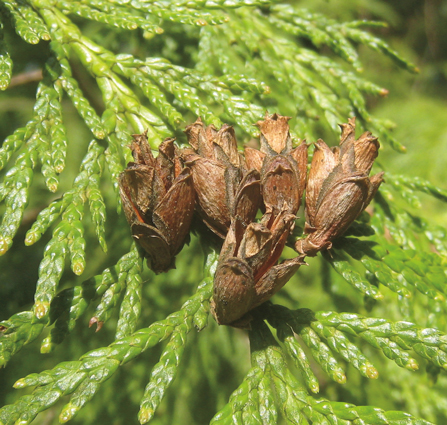 Western Red Cedar Male Cones Sip The Forest: A Guide To Pacific