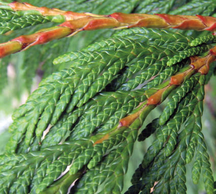 Western Red Cedar Needles
