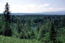 Forests -- KnowBC - the leading source of BC information