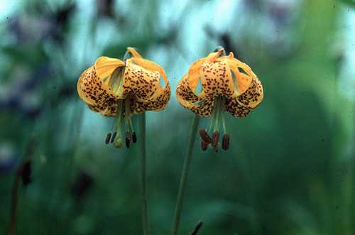 Wildflowers -- KnowBC - the leading source of BC information