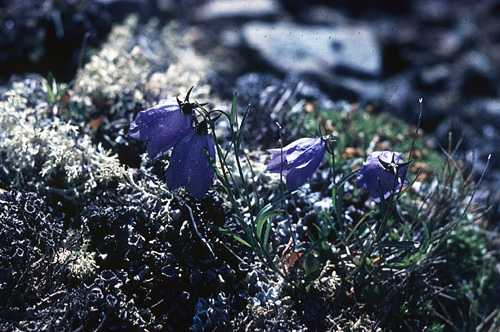 Wildflowers -- KnowBC - the leading source of BC information